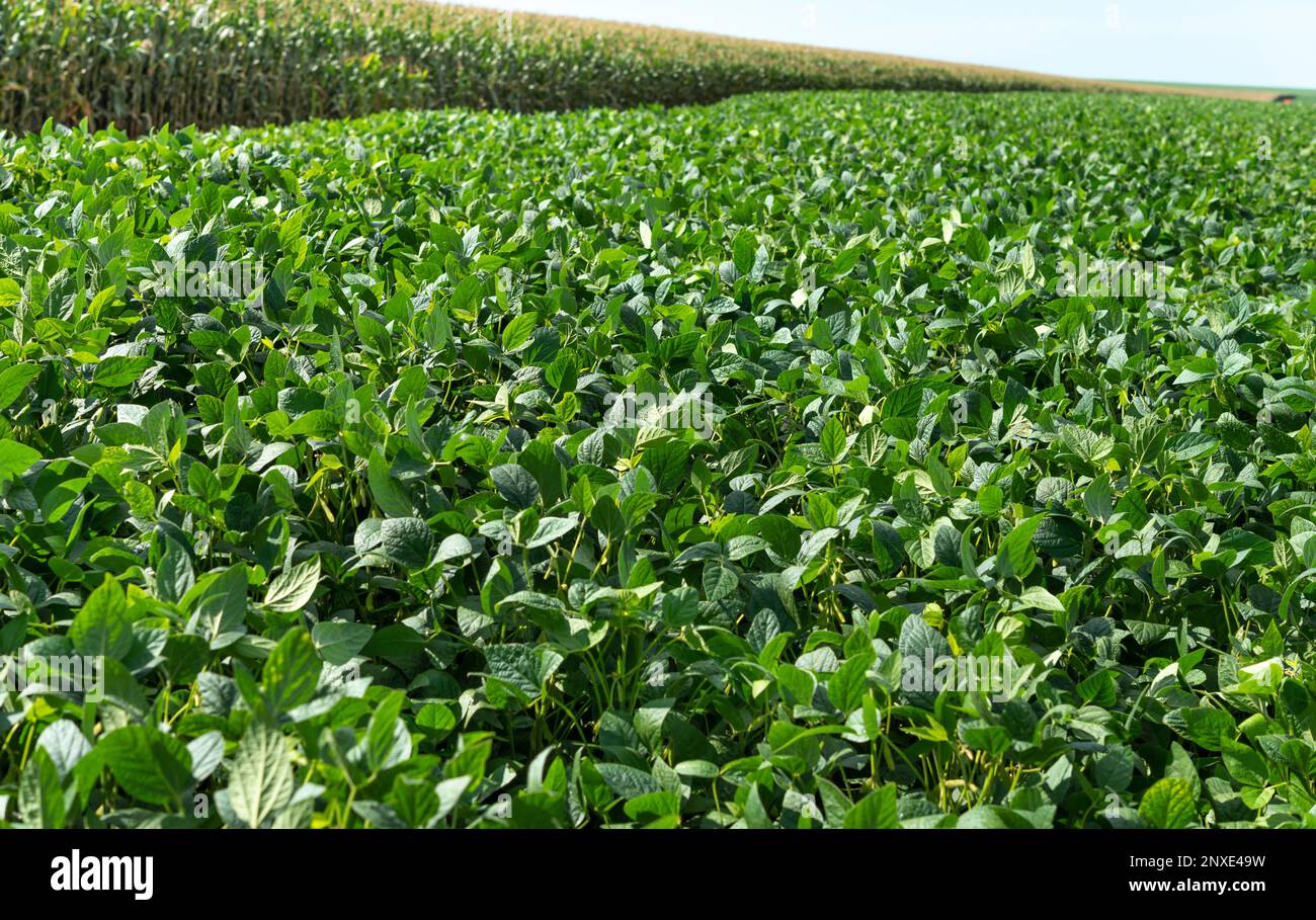 Agricultural soy plantation on sunny day - Green growing soybeans plant ...