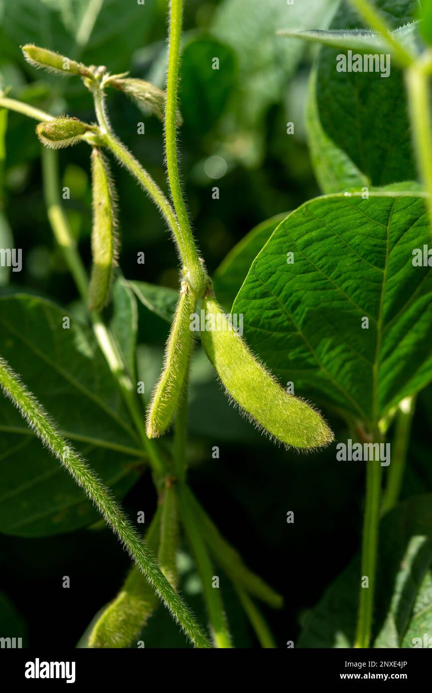 agricultural, Close-up young green unripe soybean pods on the stem of ...