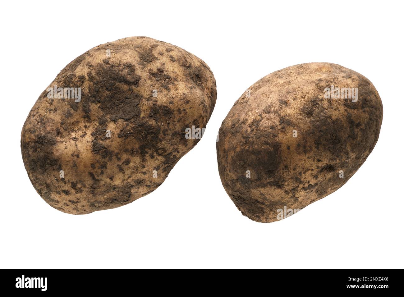 Unwashed potatoes, isolated on white background Stock Photo - Alamy