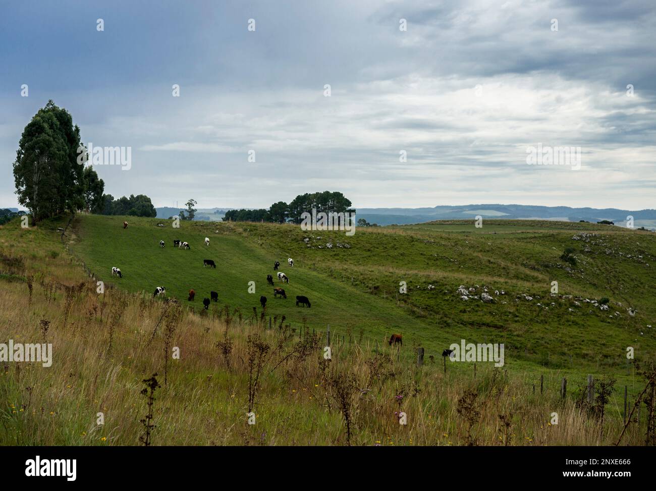 green field with several cattle grazing Stock Photo - Alamy