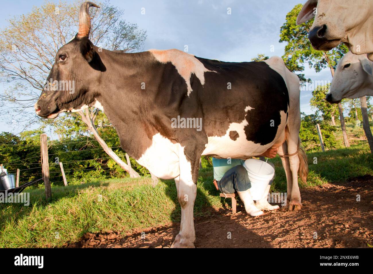 man expressing milk from dutch cow Stock Photo - Alamy