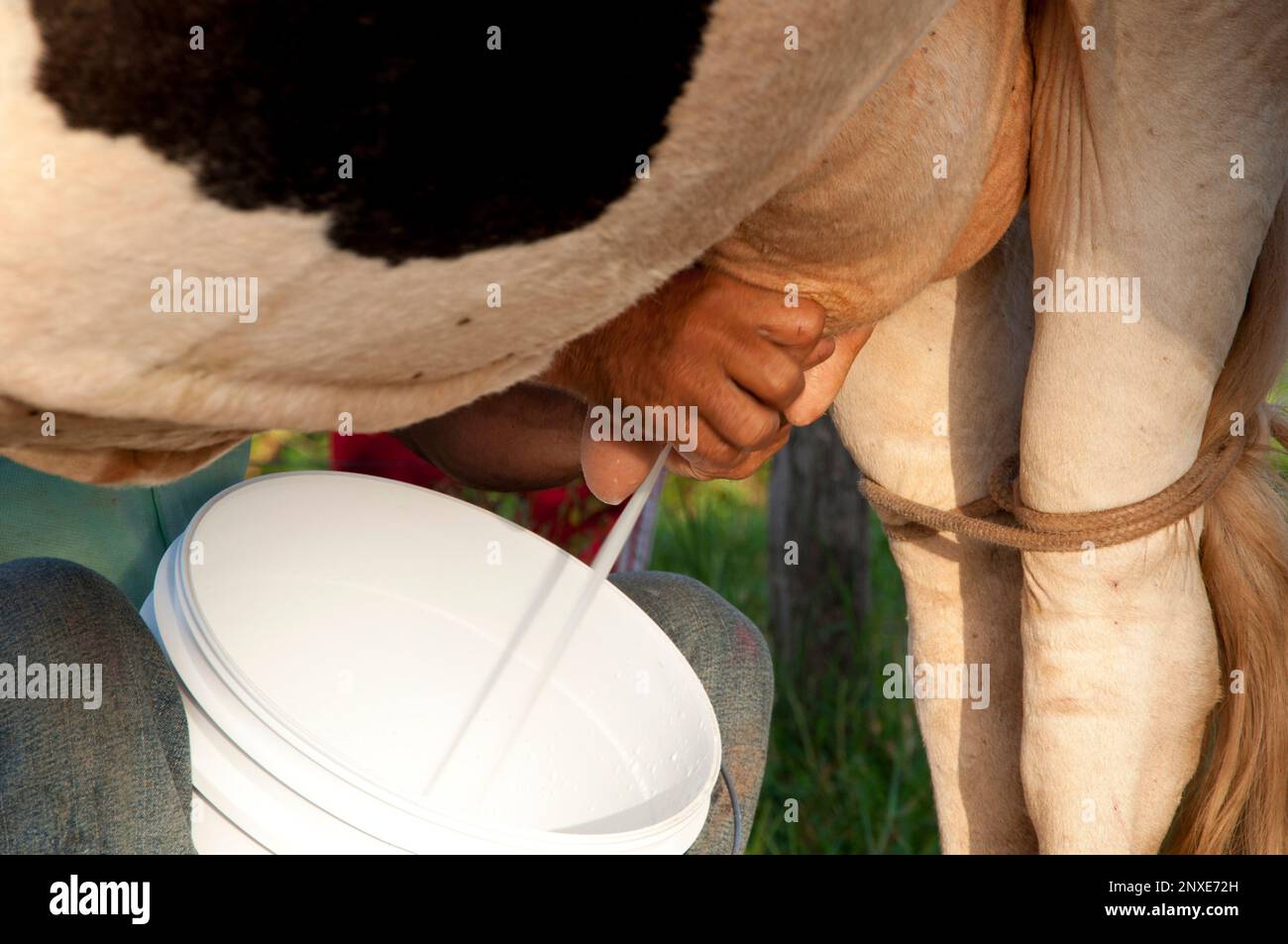 Milk from the cow hi-res stock photography and images - Alamy