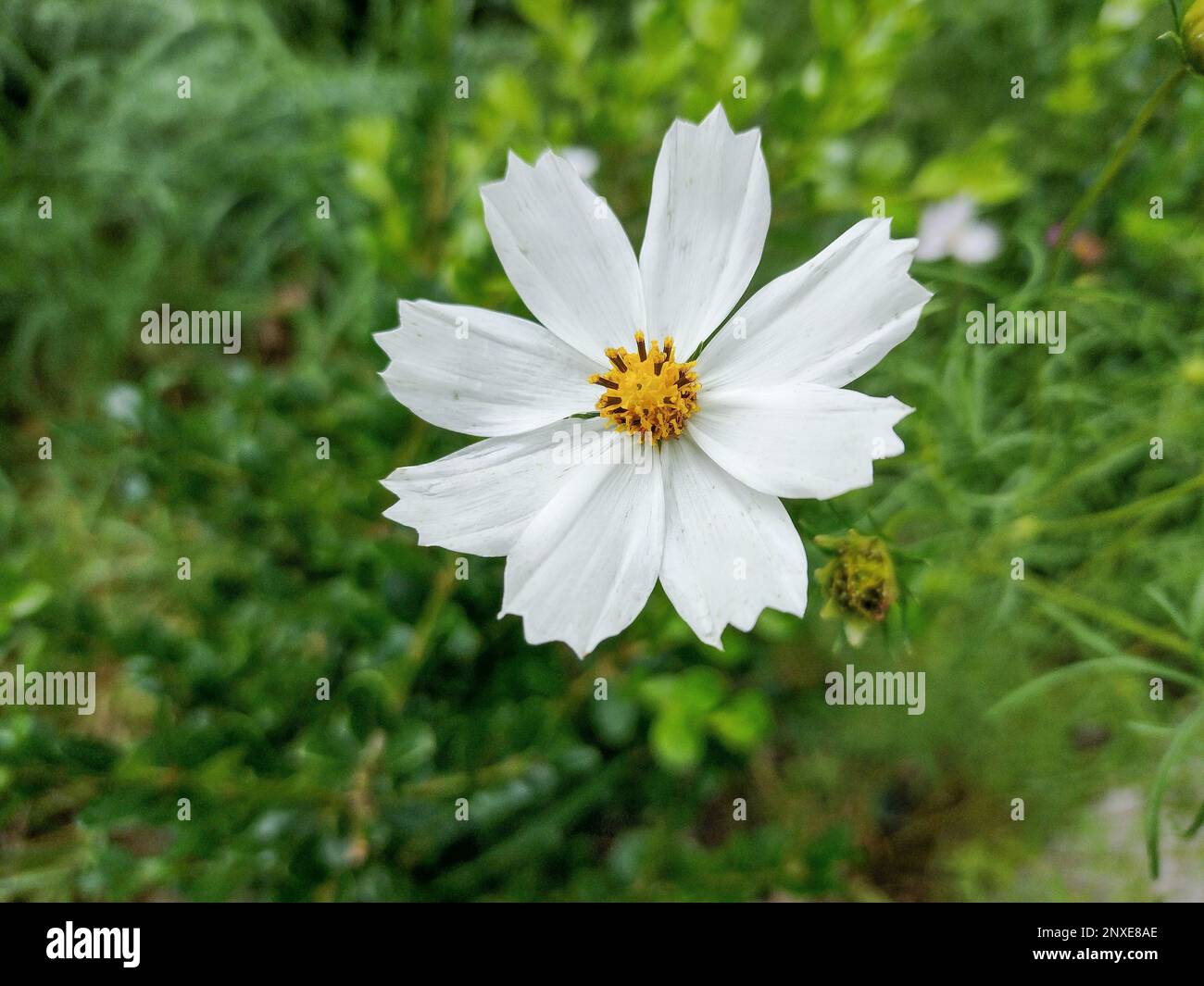 Southwestern romania hi-res stock photography and images - Alamy