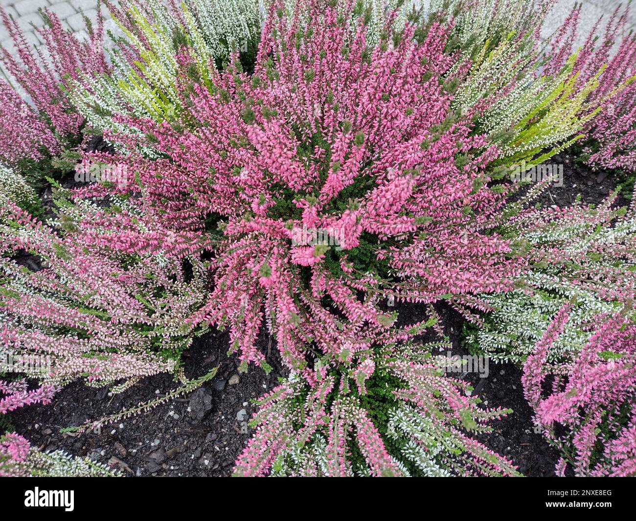 Common Heather flowering plant. Calluna vulgaris Stock Photo - Alamy