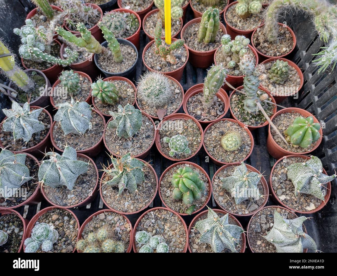 different species of cactus in the pots Stock Photo - Alamy
