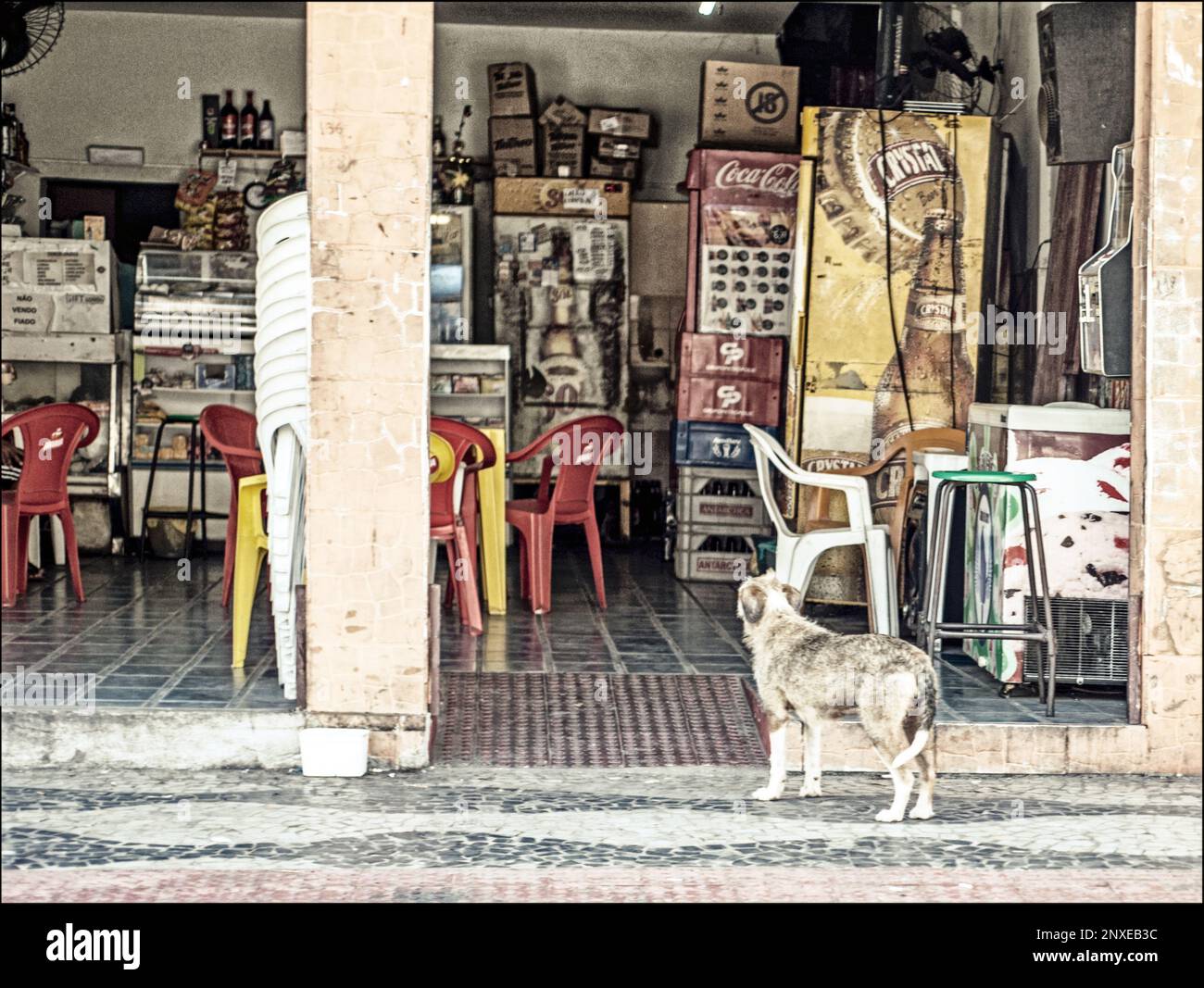 Dog beer bar hi-res stock photography and images - Alamy