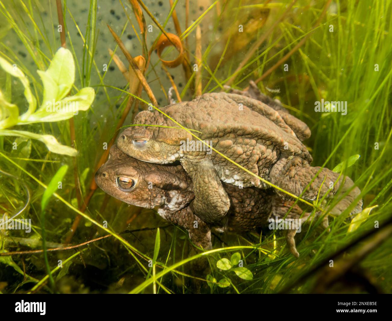 Toad spawn uk hi-res stock photography and images - Alamy