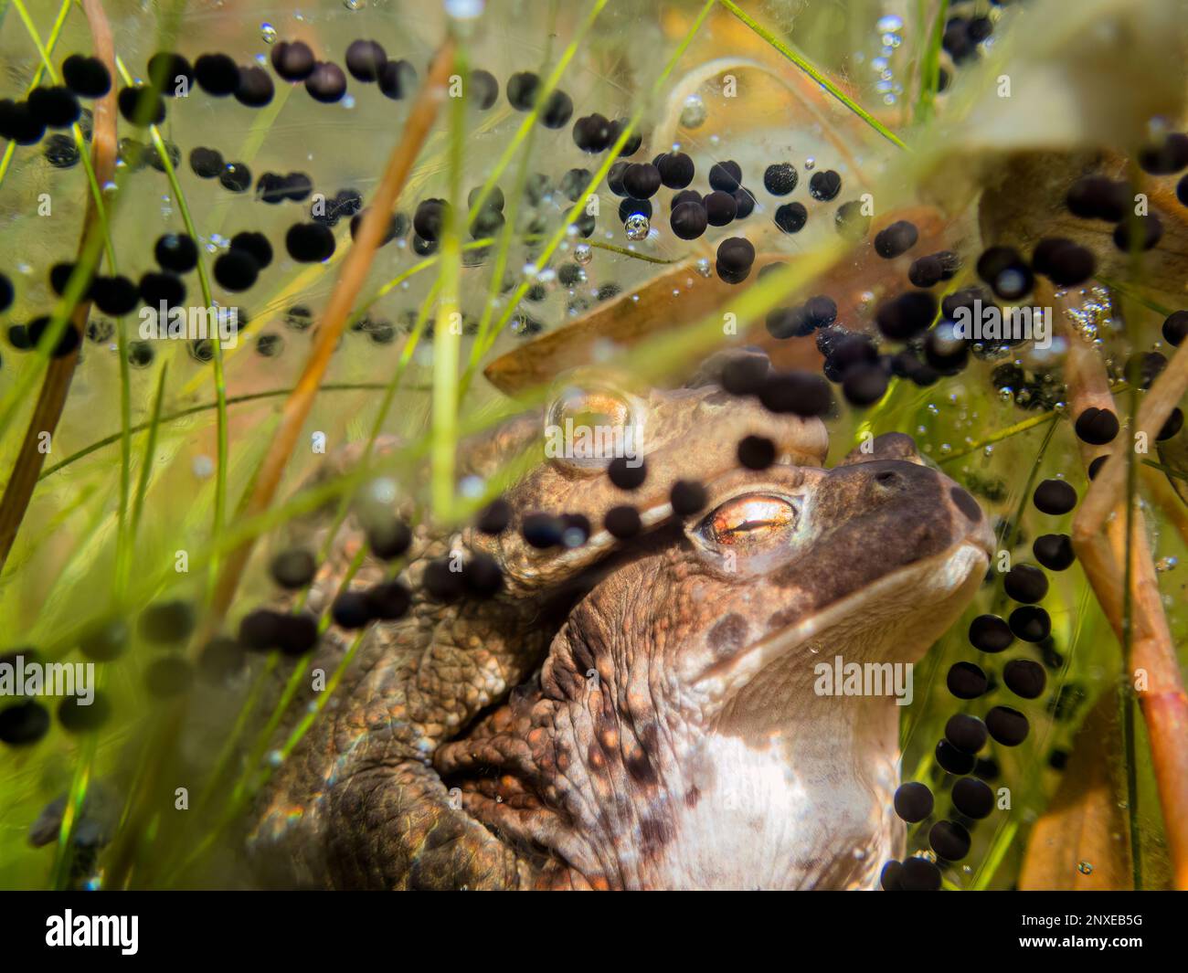 Toad spawn pond winter hi-res stock photography and images - Alamy