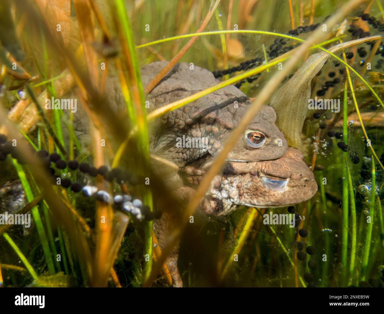 Common toad underwater spawn hi-res stock photography and images - Alamy