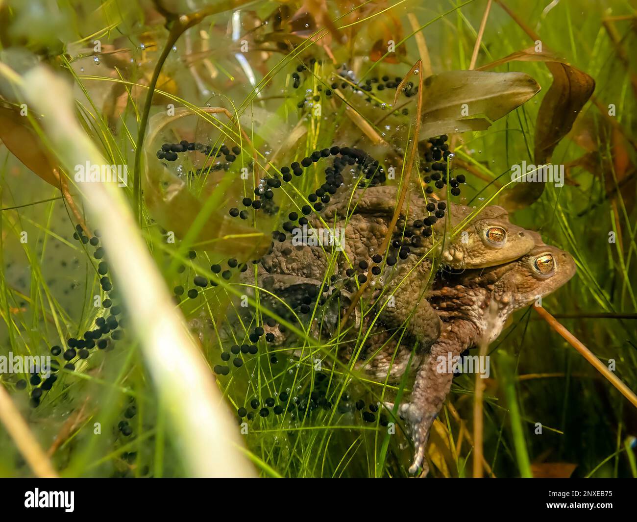Toad spawn uk hi-res stock photography and images - Alamy