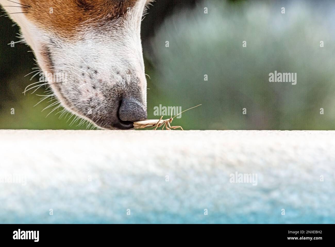 Close up of a dog snout curiously sniffing a praying mantis at daylight ...