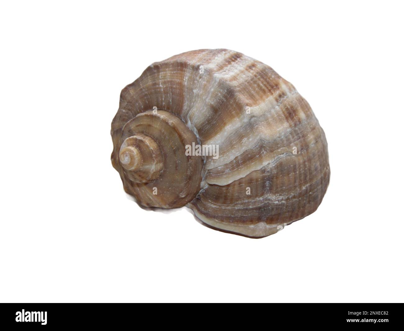 Sea shell from Black Sea isolated on white Stock Photo - Alamy