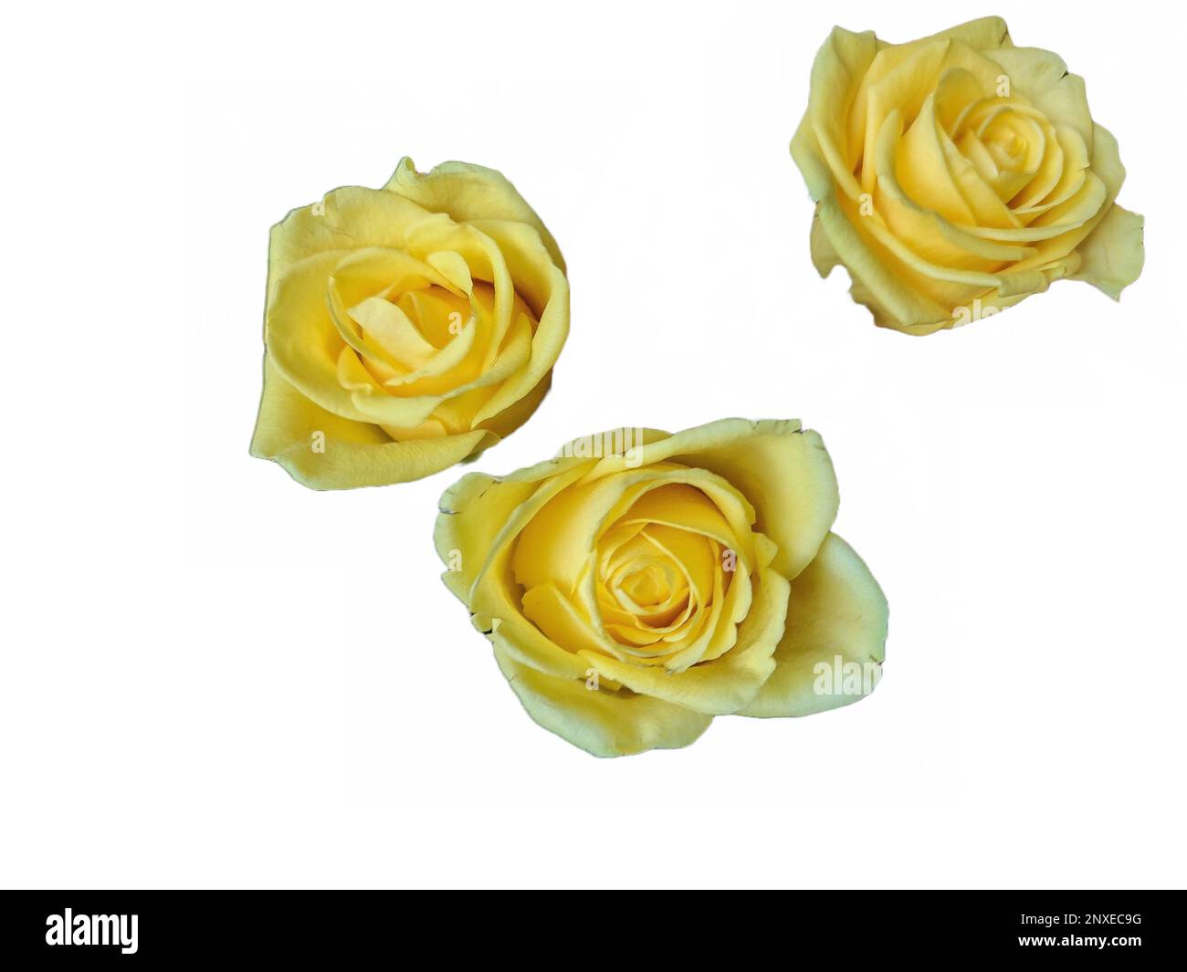 Three yellow roses isolated on white Stock Photo - Alamy