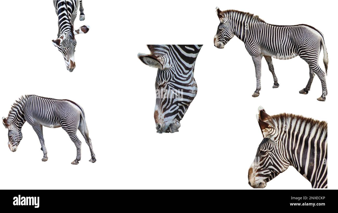 collage with zebras isolated on white background Stock Photo - Alamy