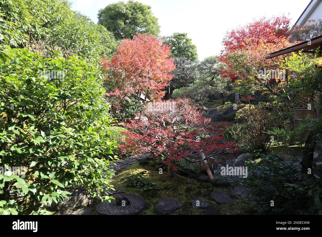 Autumn leaves in the garden of Toji temple, Kyoto, Japan Stock Photo ...