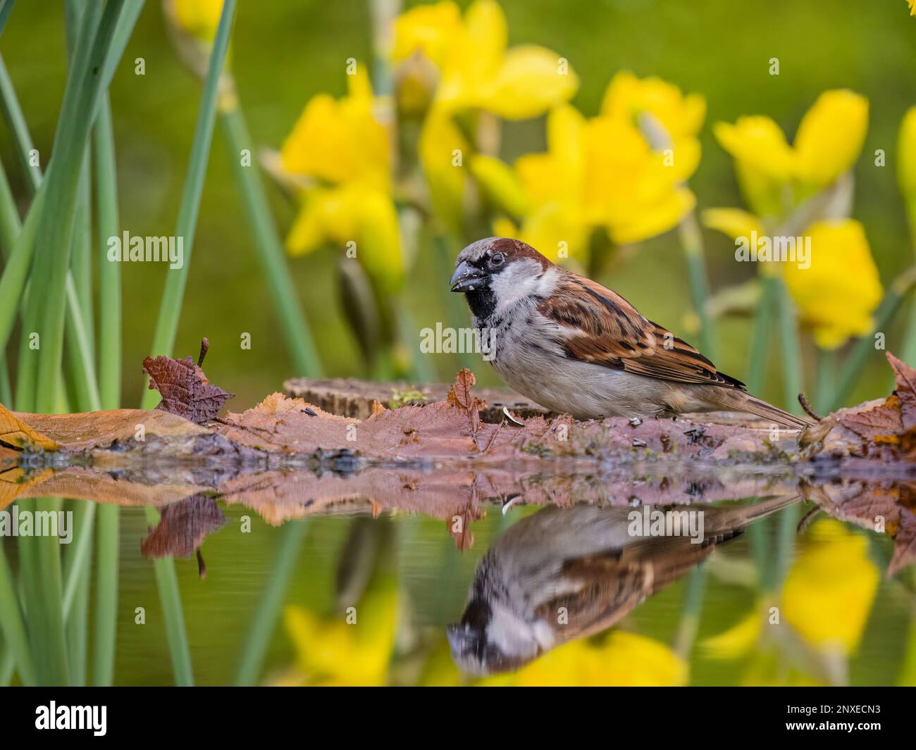 World sparrow day spring hi-res stock photography and images - Alamy
