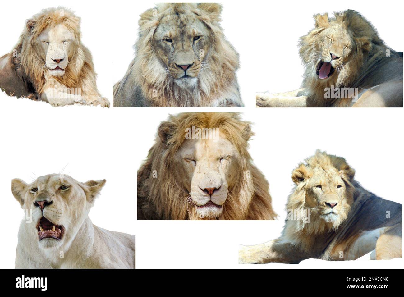 collage with lions isolated on white background Stock Photo - Alamy