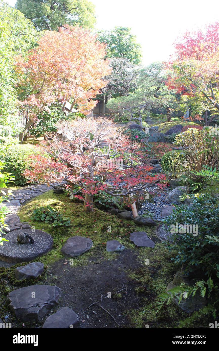 Autumn leaves in the garden of Toji temple, Kyoto, Japan Stock Photo ...