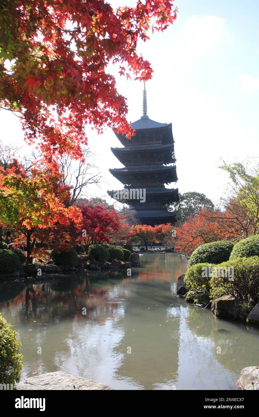 Autumn leaves in the garden of Toji temple, Kyoto, Japan Stock Photo ...
