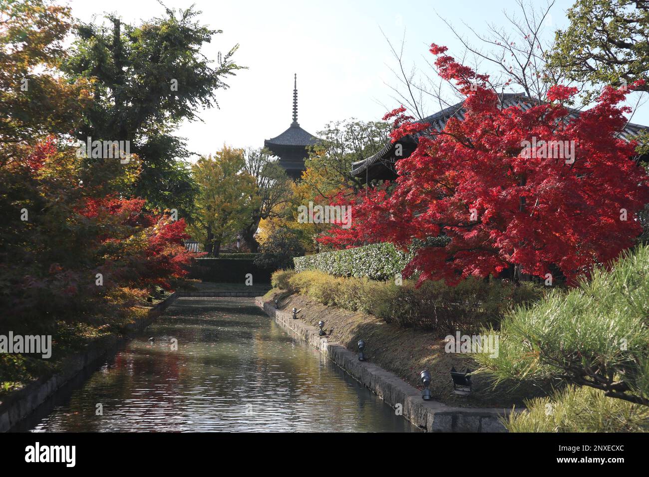 Autumn leaves in the garden of Toji temple, Kyoto, Japan Stock Photo ...