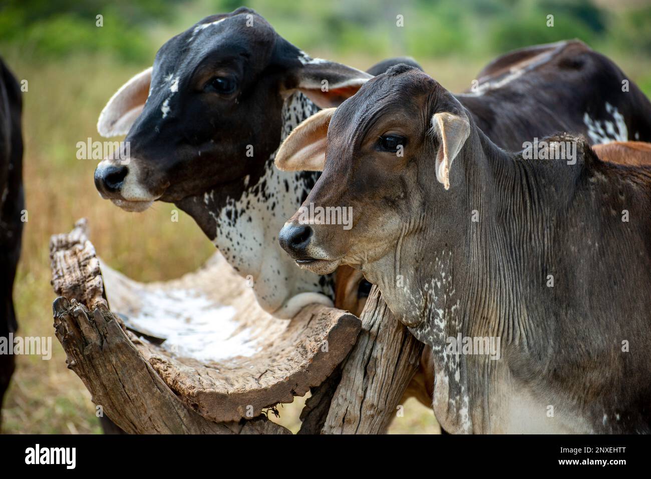 calf land cow in the salt feeder Stock Photo - Alamy