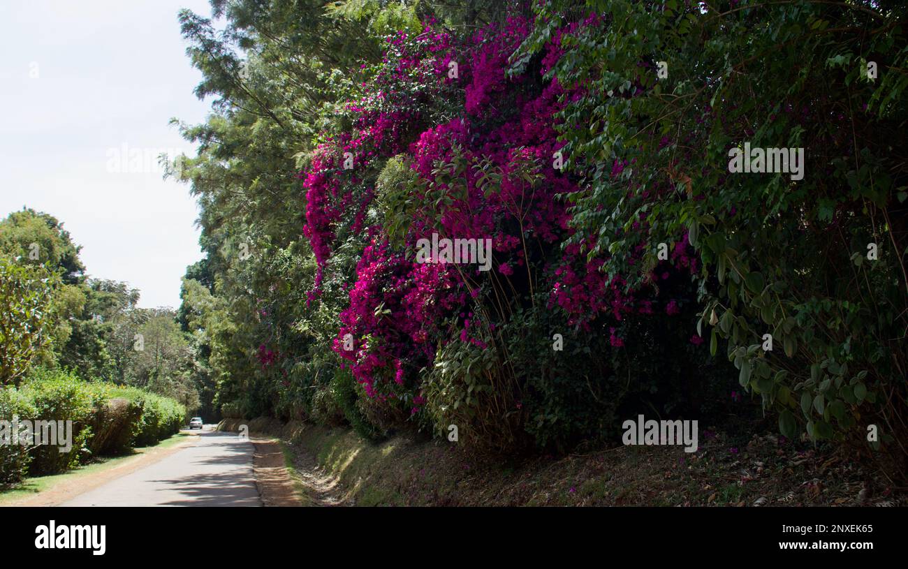 Flowery tree along a path leading to a retreat centre Stock Photo - Alamy