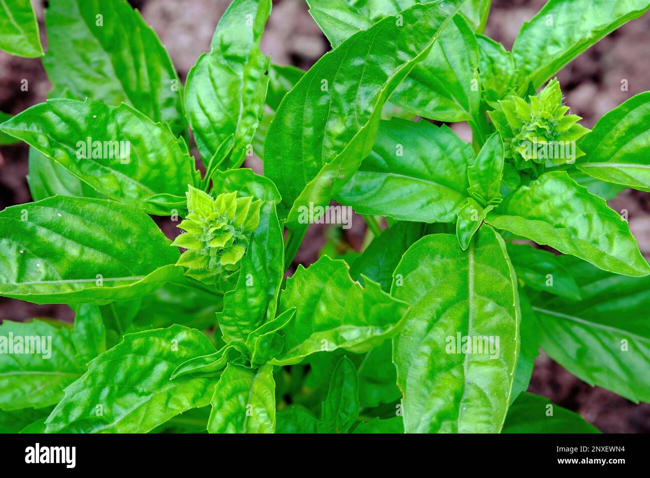 Basil. Spice. View of a young flowering plant from above Stock Photo ...