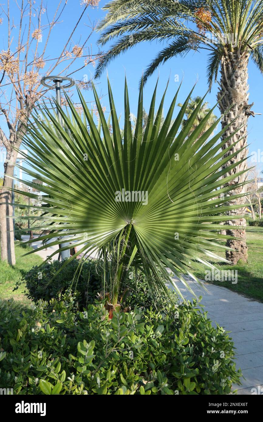 Fan palm flowers hi-res stock photography and images - Alamy