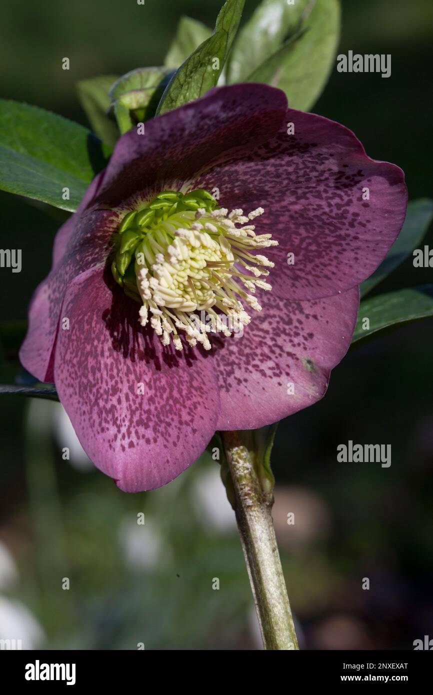 Hellebore flowers in a garden in Clapham, south London Stock Photo - Alamy