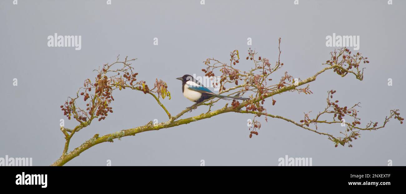 Purplish blue iridescent sheen to plumage hi-res stock photography and ...
