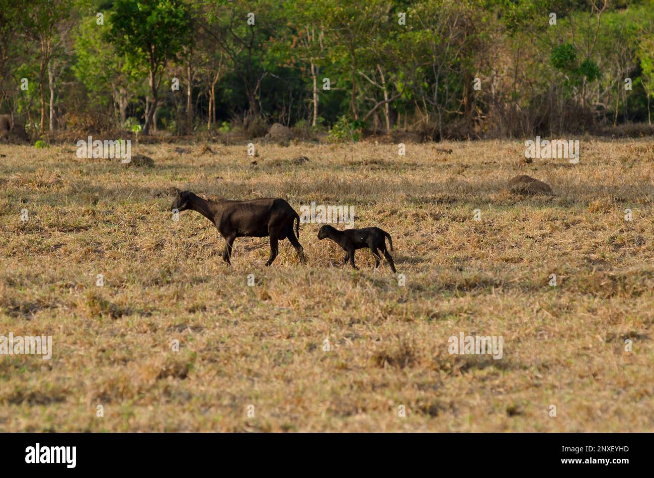 Bos bull cub hi-res stock photography and images - Alamy