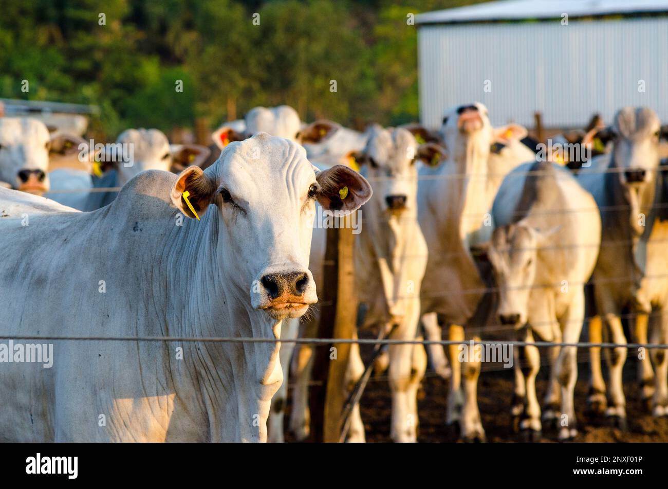 Cattle in corral hi-res stock photography and images - Alamy
