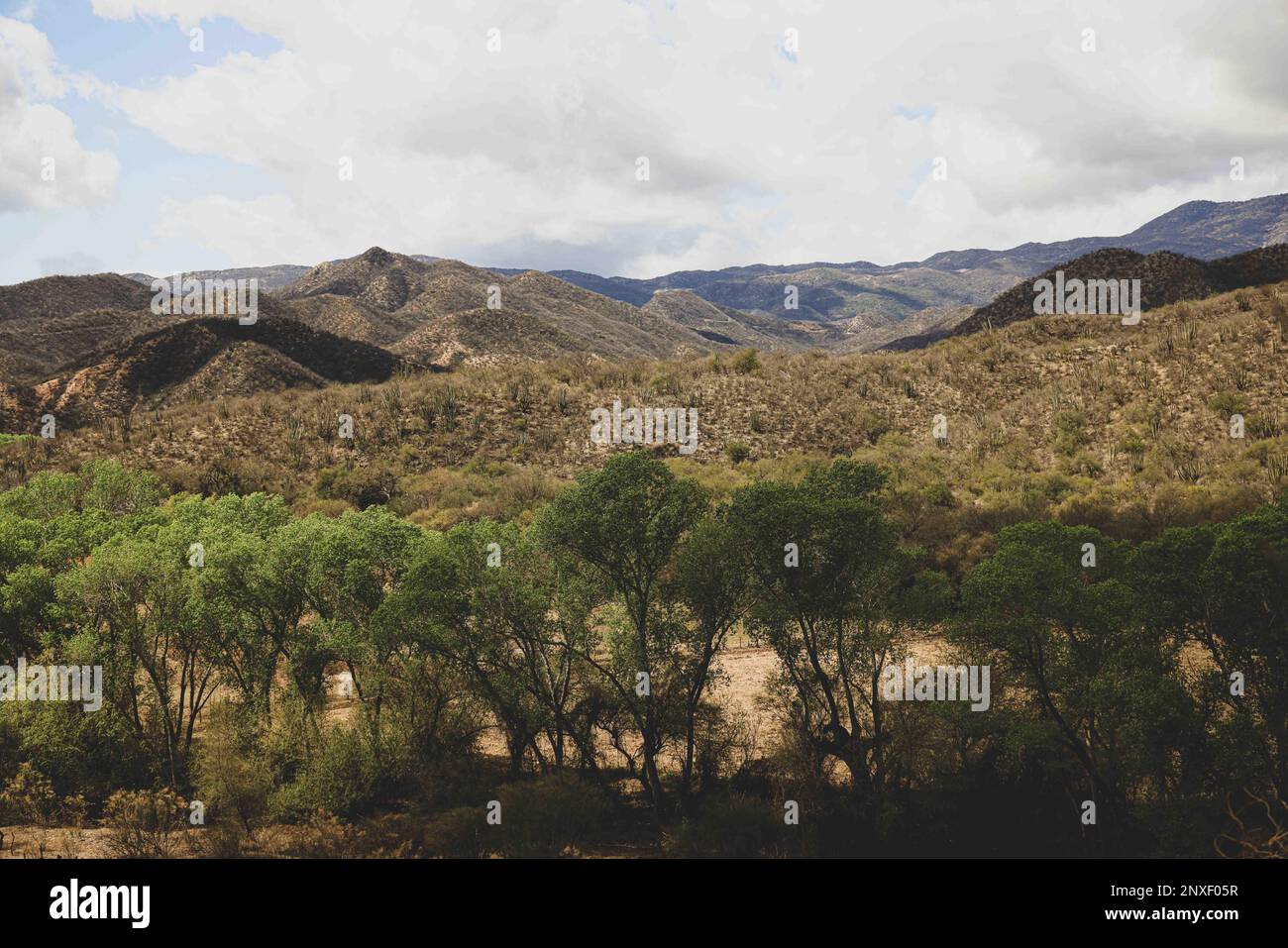 cloudy landscape with trees Alamo de rio or Sicomoro a valley between ...