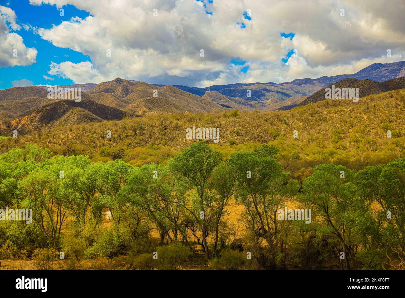 cloudy landscape with trees Alamo de rio or Sicomoro a valley between ...