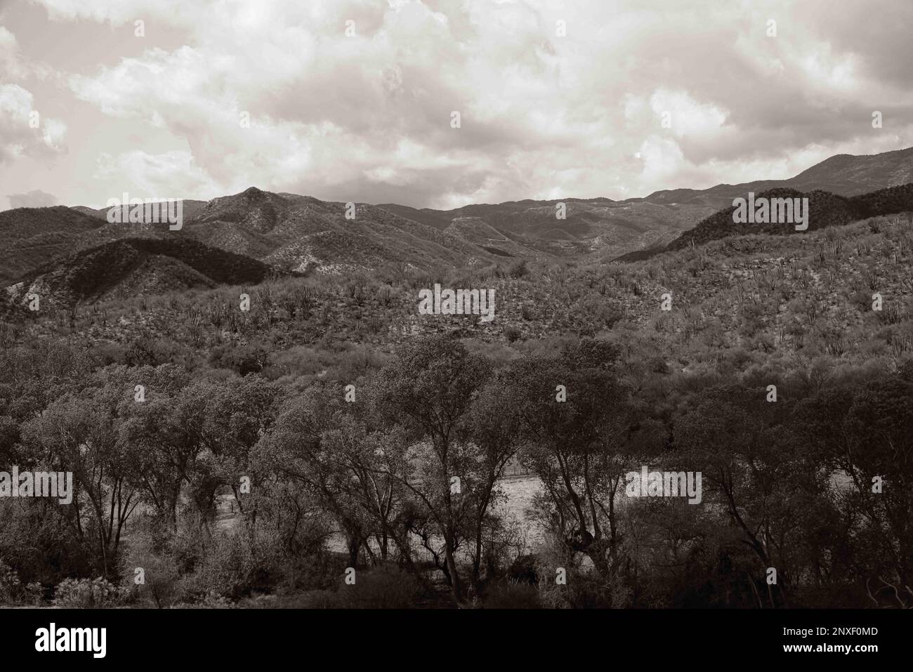 cloudy landscape with trees Alamo de rio or Sicomoro a valley between ...