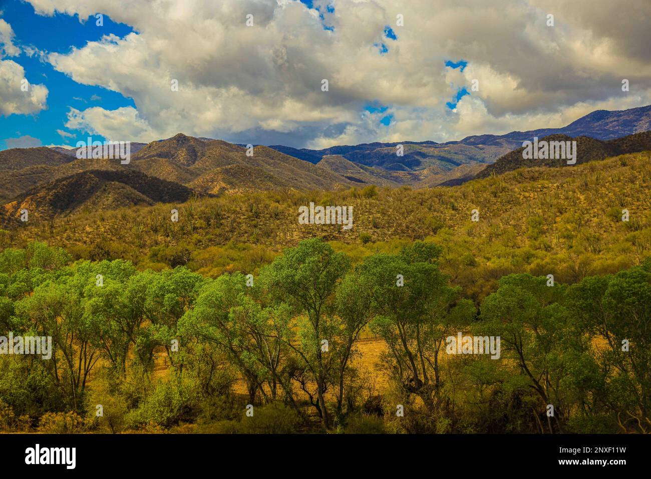 cloudy landscape with trees Alamo de rio or Sicomoro a valley between ...