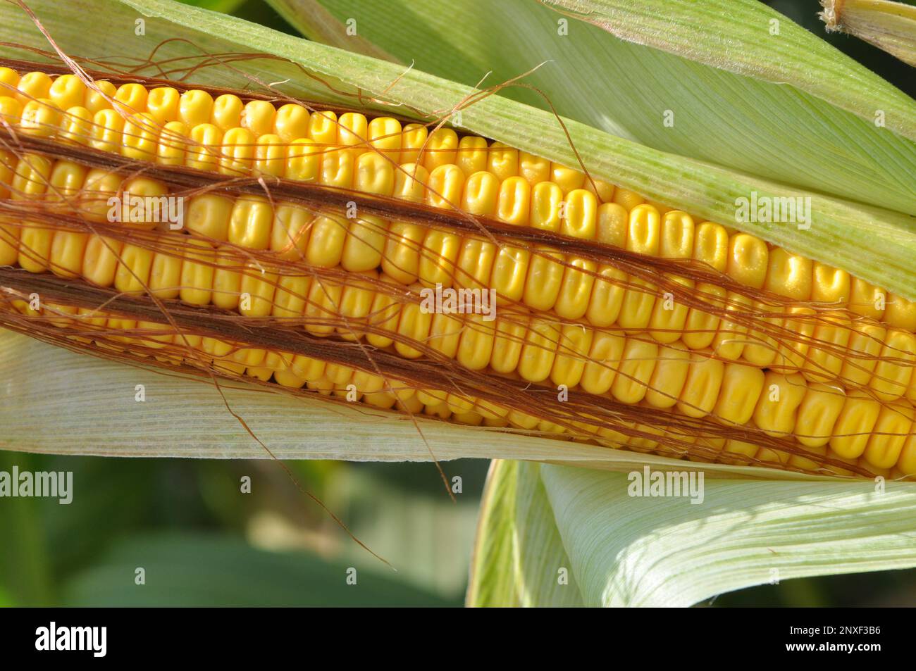In the summer on a young stalk of corn ripens cob Stock Photo - Alamy