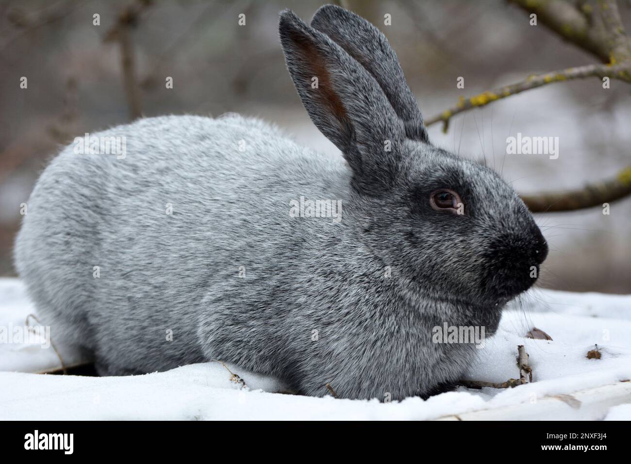 Rabbits of the Poltava silver breed, bred in Ukraine Stock Photo - Alamy