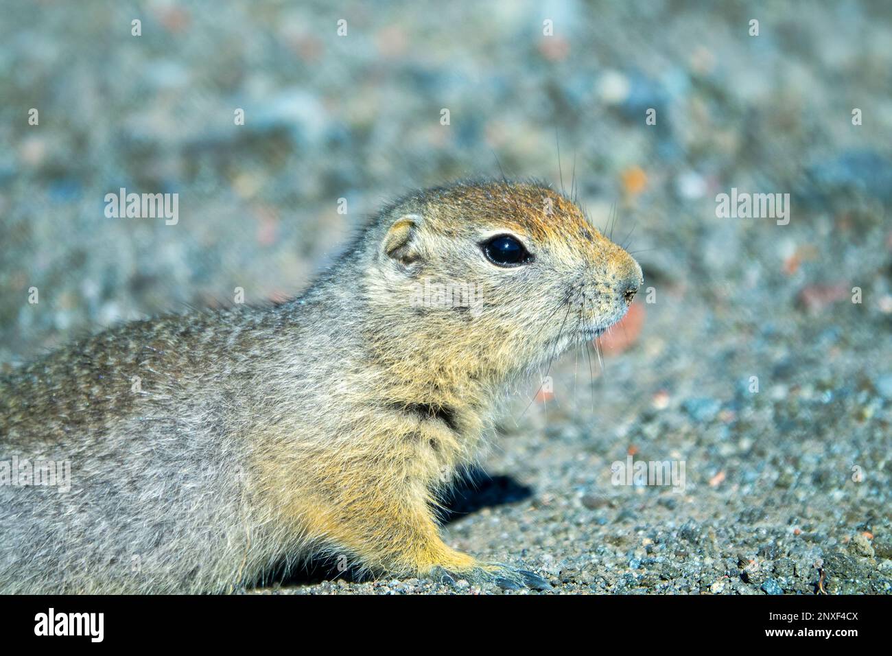 Arctic ground squirrel (Citellus parryi) in Kamchatka it lives on ...