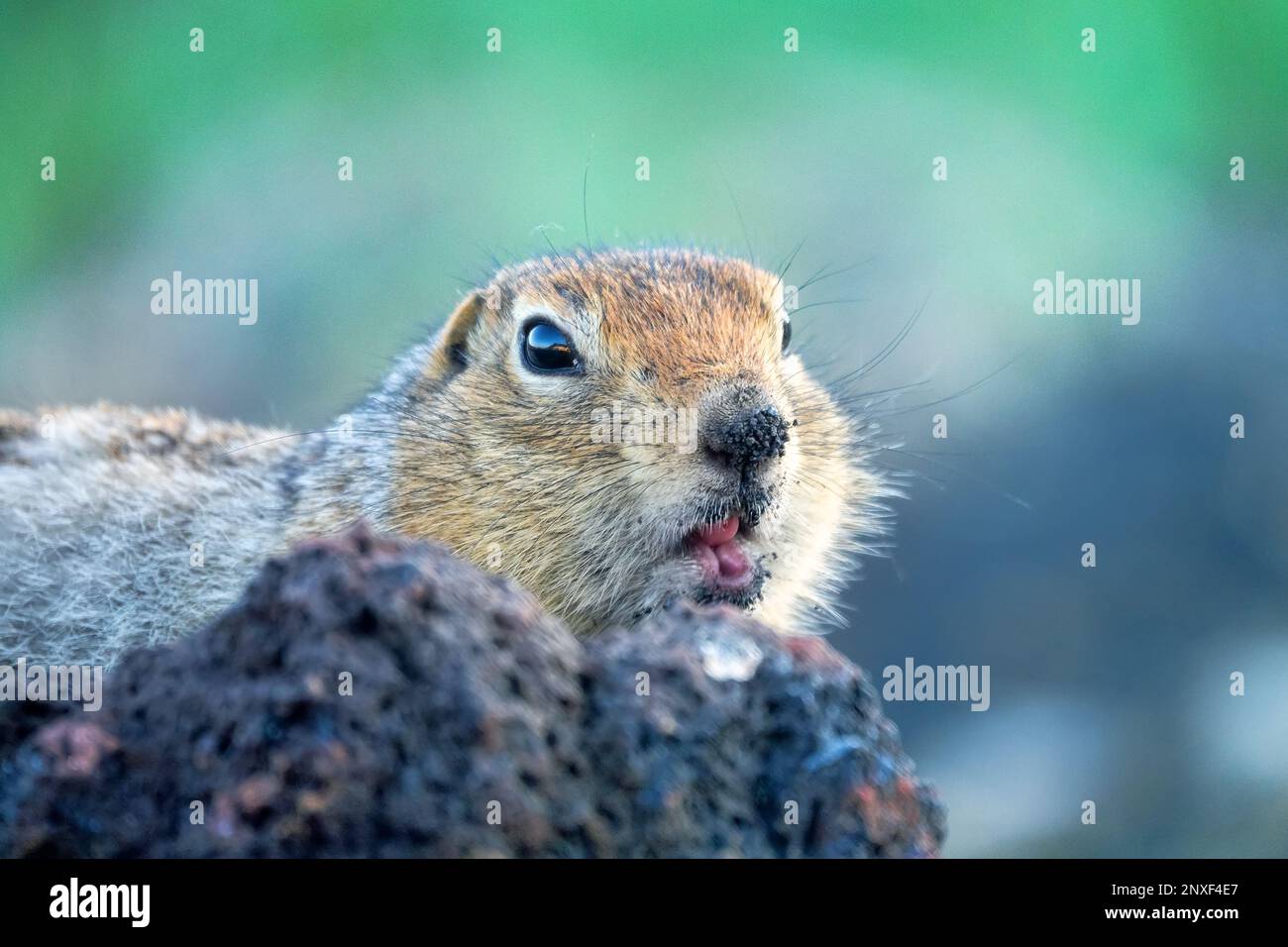Arctic ground squirrel (Citellus parryi) in Kamchatka it lives on ...