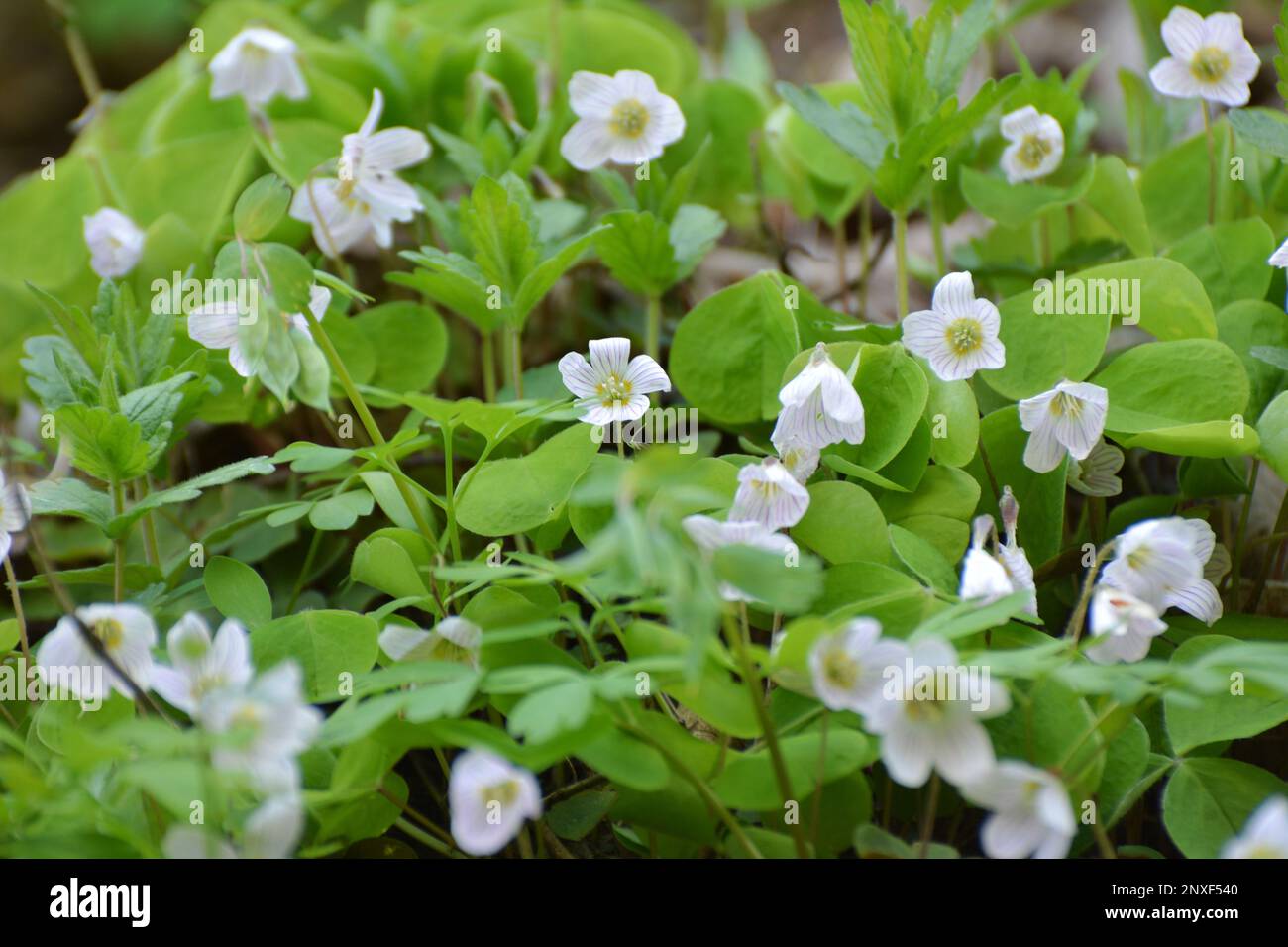 In the wild in the woods, the first spring flowers bloom Oxalis ...