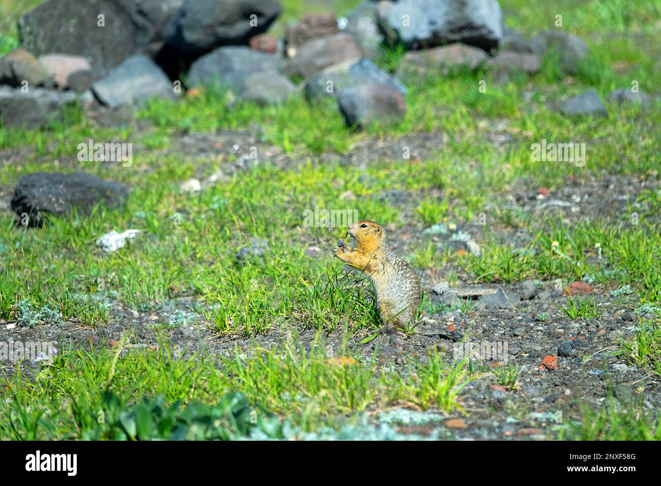 Arctic ground squirrel (Citellus parryi) in Kamchatka it lives on ...