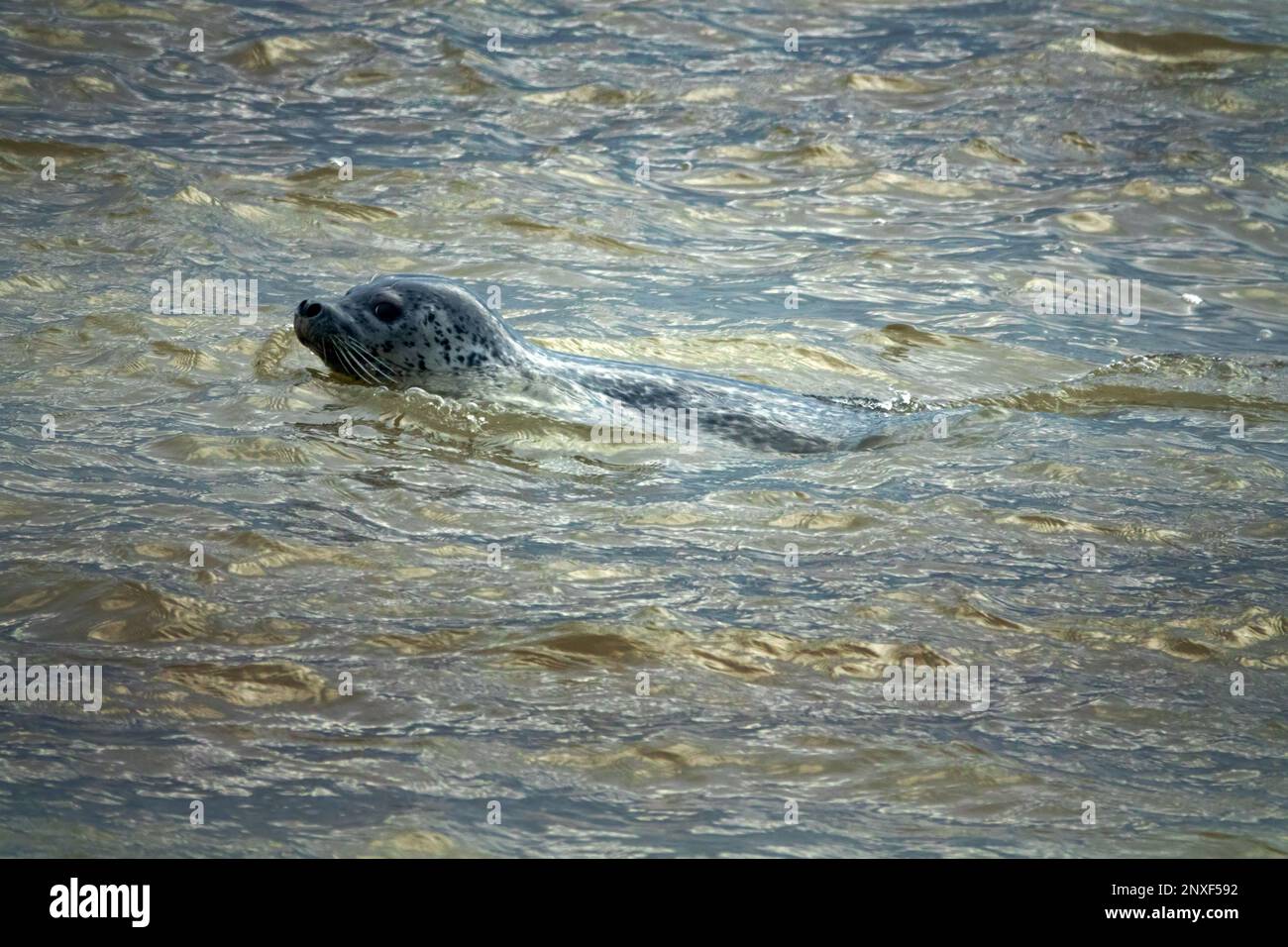 Insular seal hi-res stock photography and images - Alamy