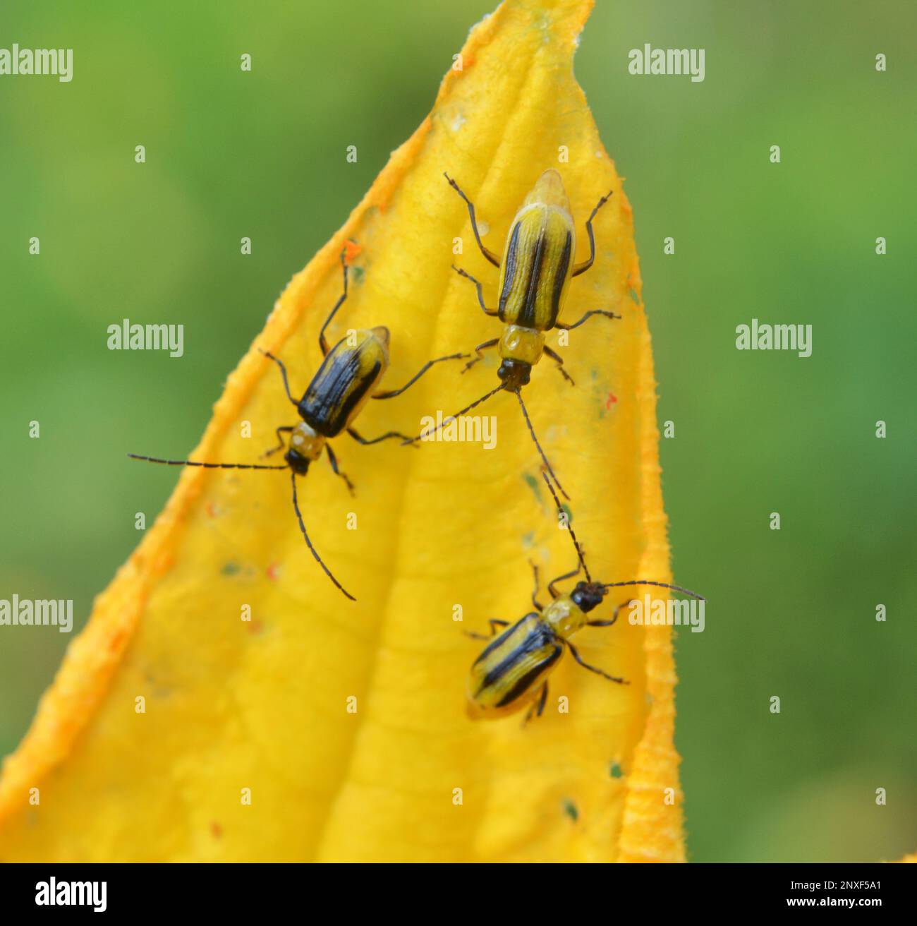 On the plant is a harmful insect - Western corn beetle (Diabrotica ...