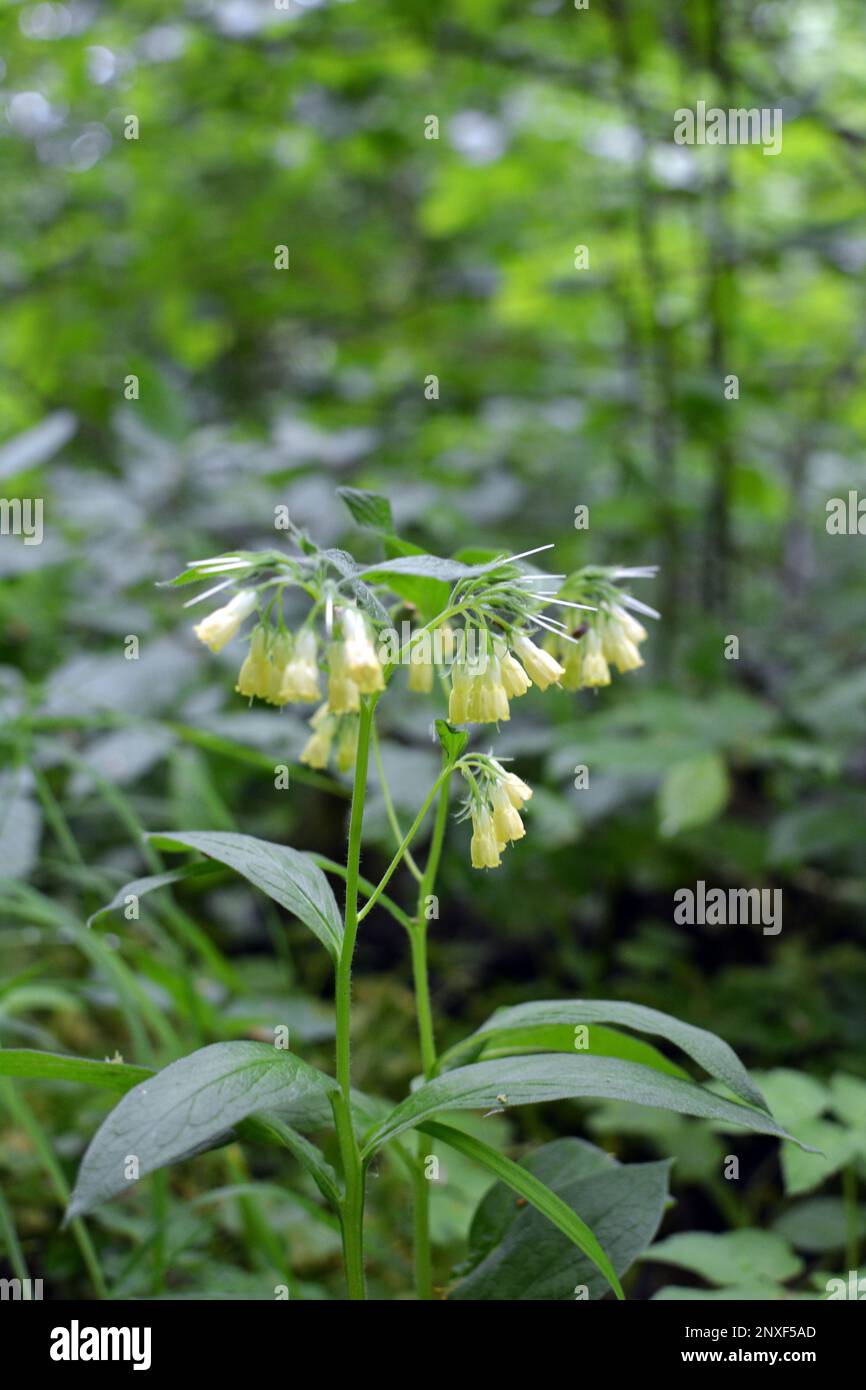 Tuberous comfrey (Symphytum tuberosum) grows in the wild in spring ...