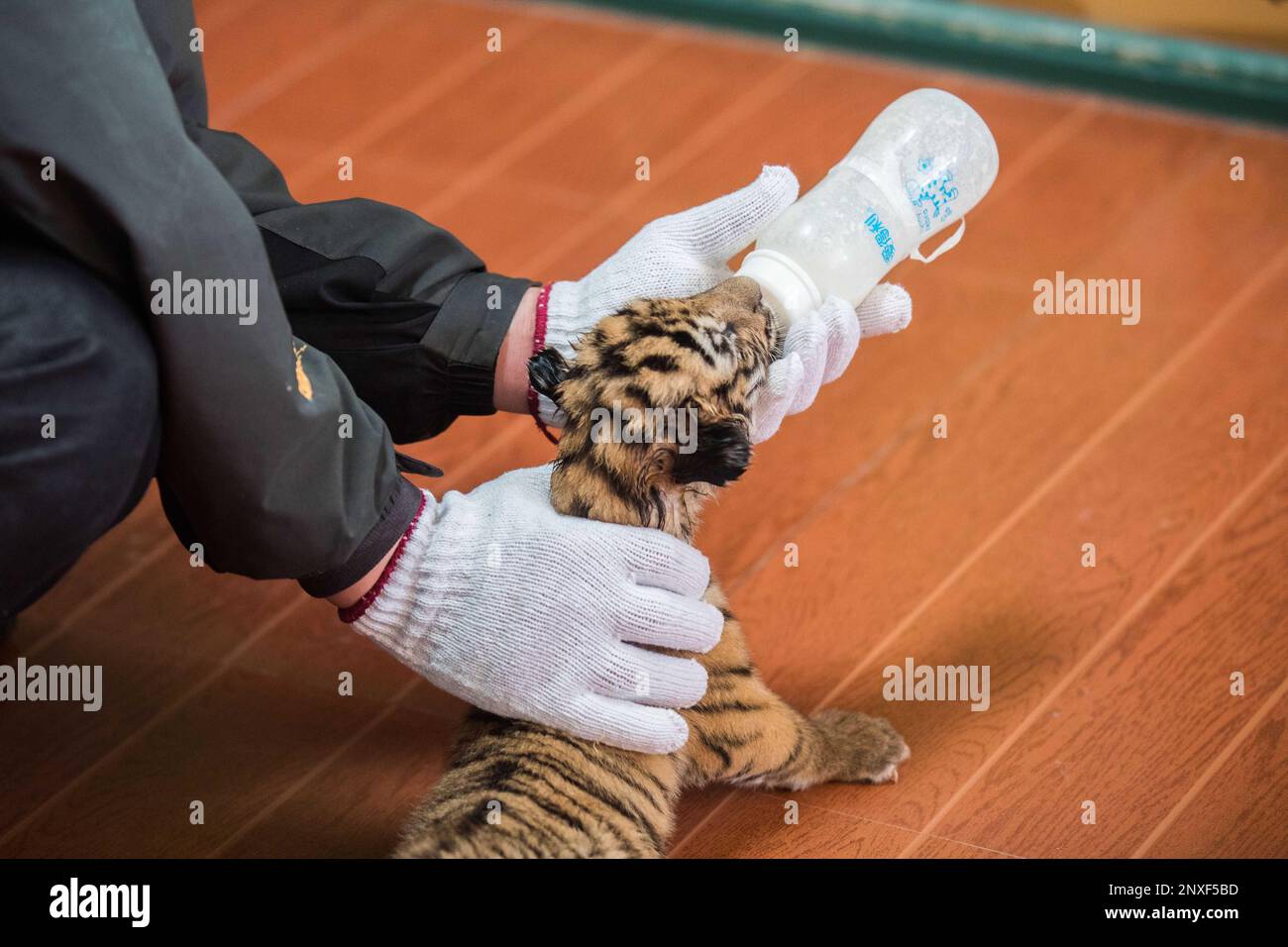 South China tiger triplet babies show up in Hangzhou Safari Park in ...