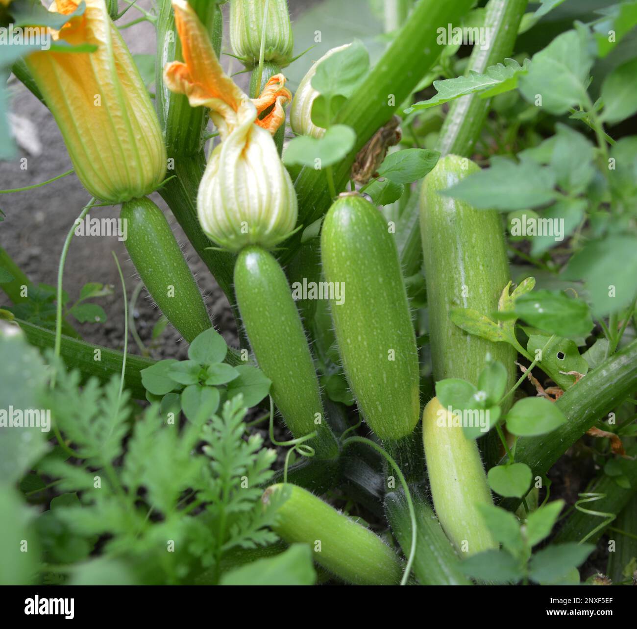Courgette with fruits, flowers and leaves growing on the land Stock ...