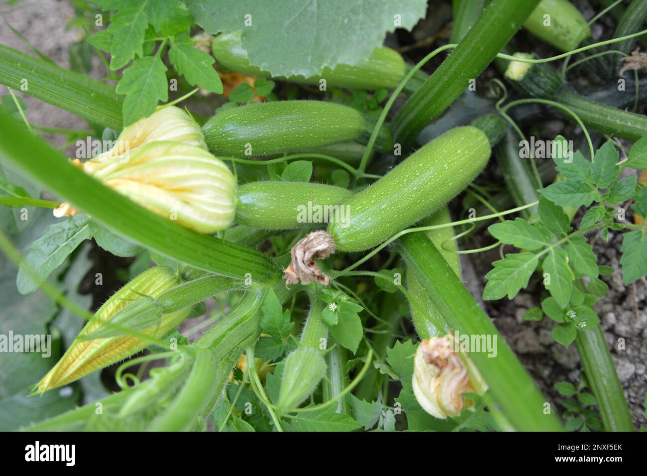 Courgette with fruits, flowers and leaves growing on the land Stock ...