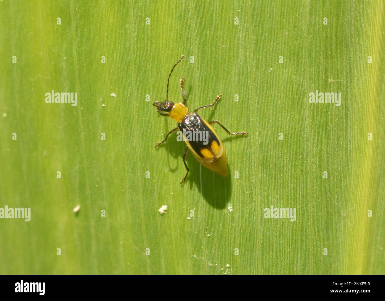 On the plant is a harmful insect - Western corn beetle (Diabrotica ...