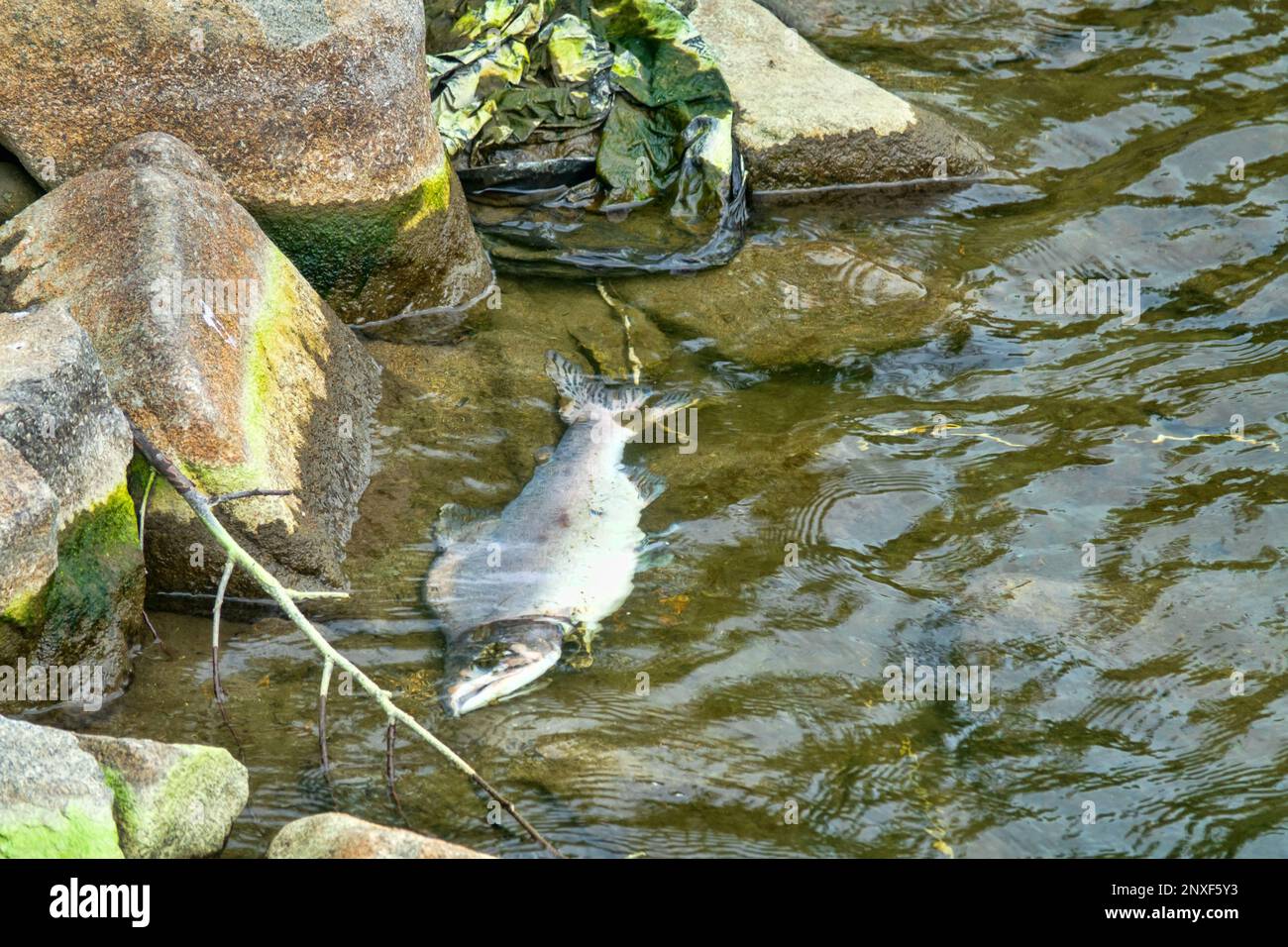 Salmon died after the reproductive function. Carcasses of fish rot ...